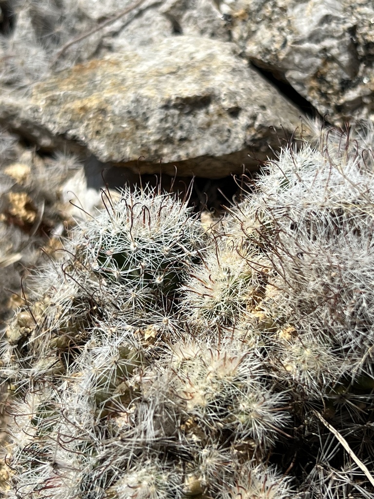 Graham's nipple cactus from White Sands Missile Range, Organ, NM, US on ...