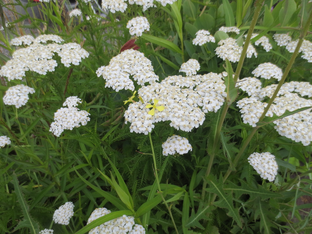 common yarrow from The Point Rd, Lunenburg, NS, CA on July 15, 2017 at ...