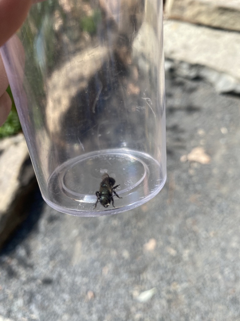 Bees from University of Idaho Golf Course, Moscow, ID, US on April 15 ...