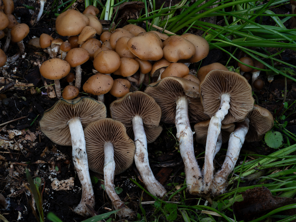 Psychedelic Ovoid Mushroom in April 2024 by James Conway. 365nm UV ...