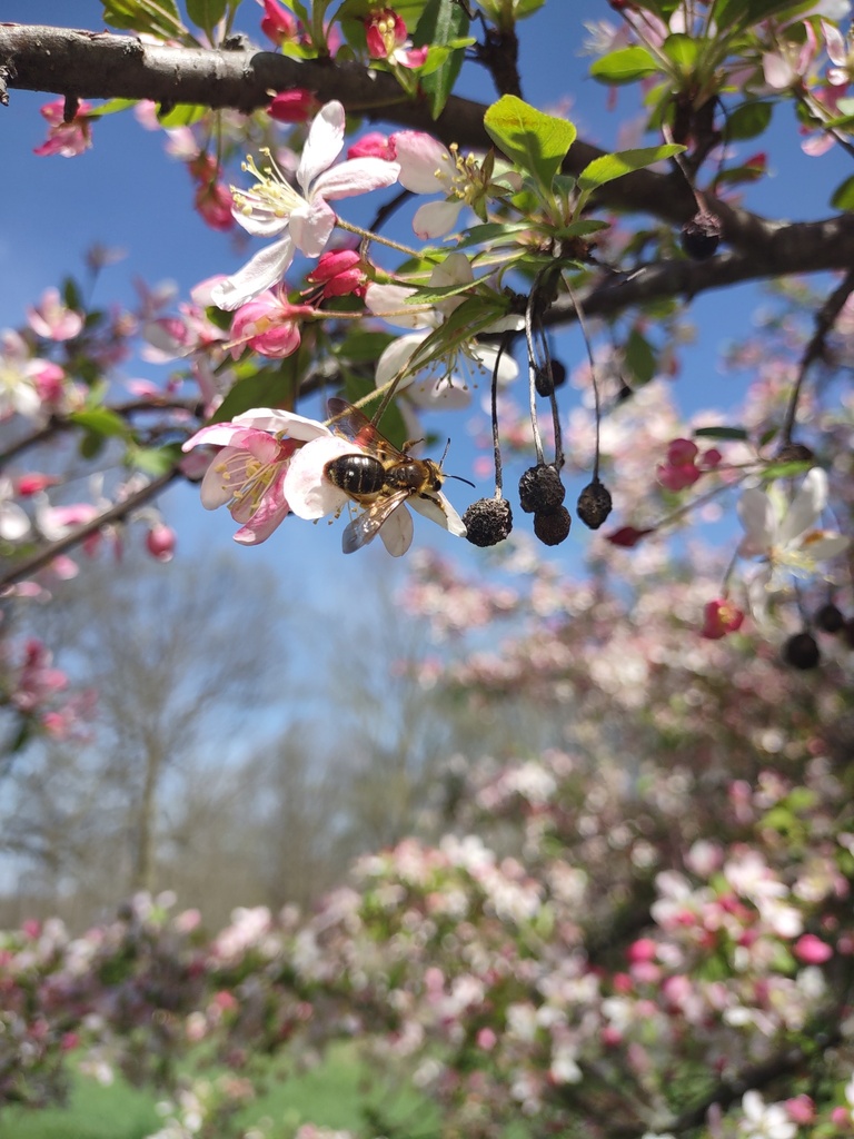 Bees from Delaware, OH 43015, USA on April 15, 2024 at 03:57 PM by ...