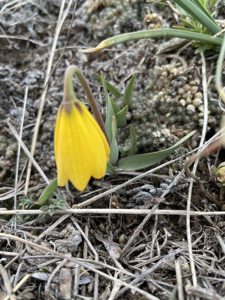 yellow fritillary from Beauvais Lake Provincial Park, Pincher Creek No ...