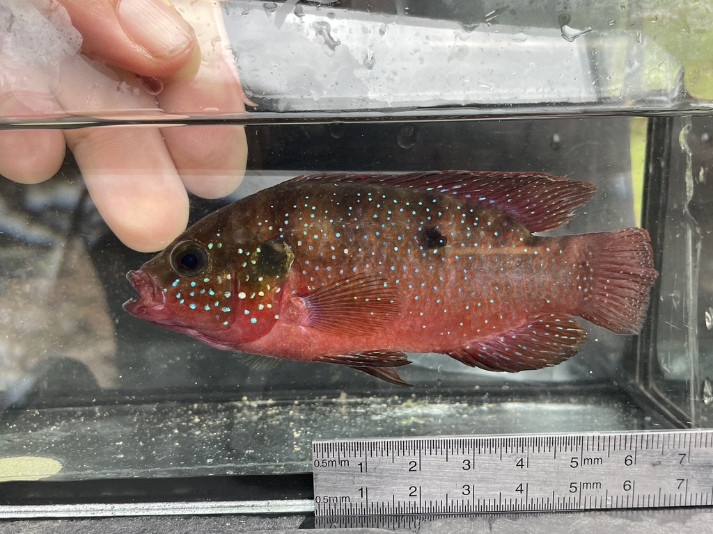 Jewel Cichlid from Sinoe, LR on October 27, 2021 at 01:30 PM by Gina ...