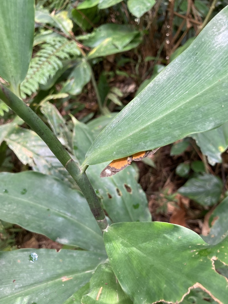 Butterflies from Océan, Sud, Cameroon on April 7, 2024 at 03:04 PM by ...