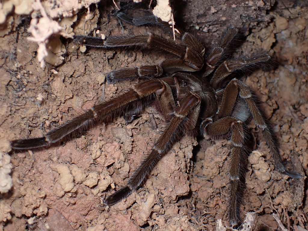 Goliath Birdeater in April 2024 by verneau. Mâle adulte · iNaturalist