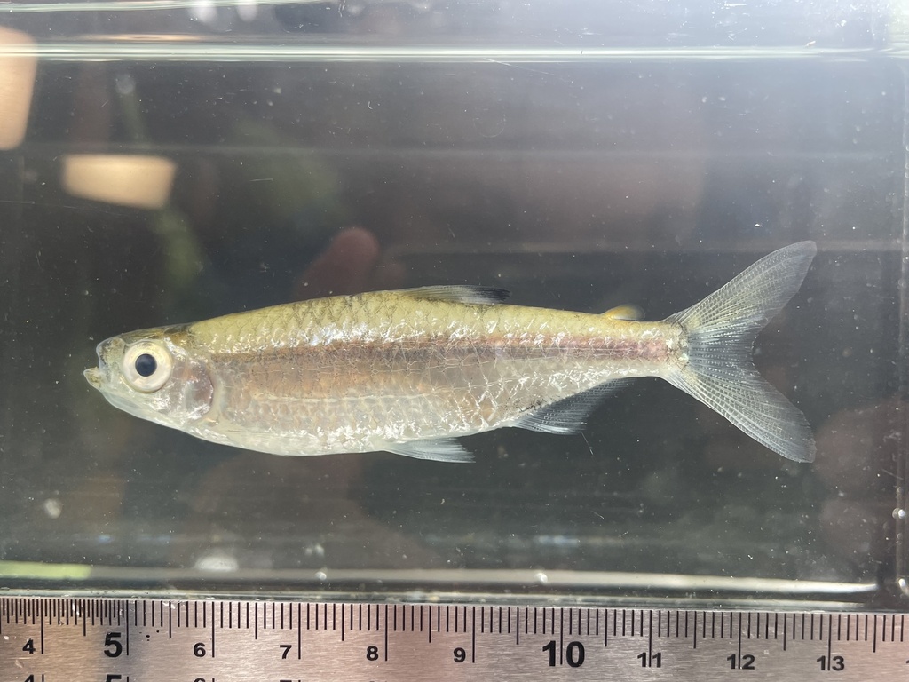 (Micralestes eburneensis) - Marine Life Identification