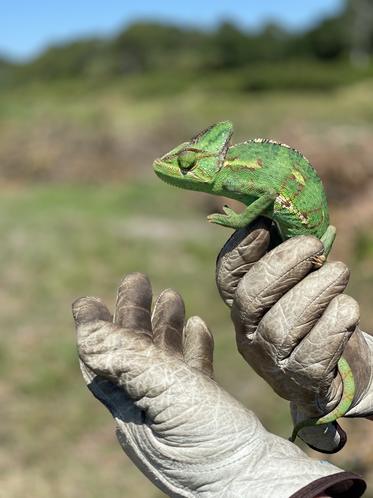 Veiled Chameleon from Harris, Fort Myers, FL, US on April 15, 2024 at ...