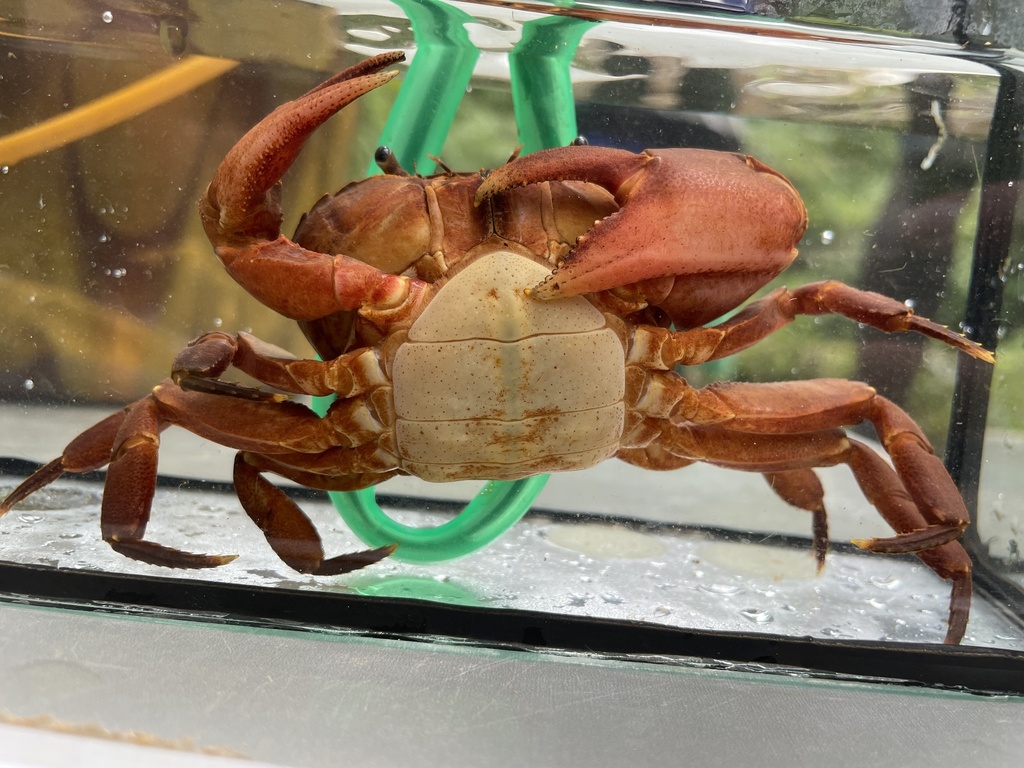 Liberonautes rubigimanus in November 2021 by Gina Walsh · iNaturalist