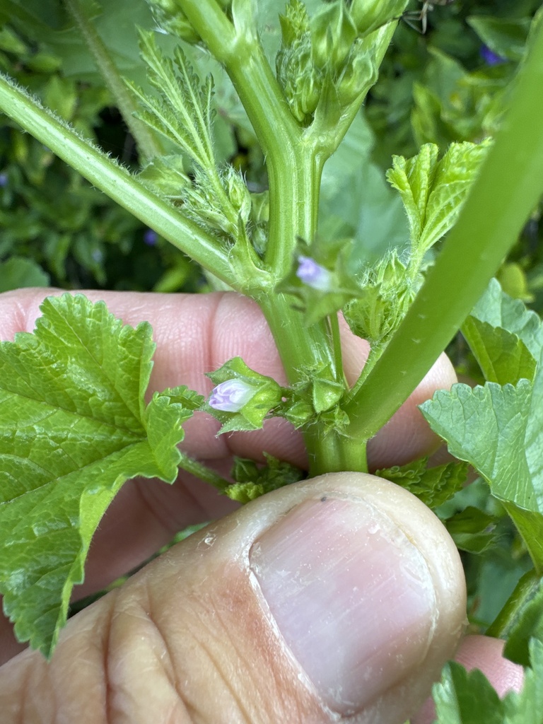 cheeseweed mallow from Fort Stockton Dr, San Diego, CA, US on April 15 ...