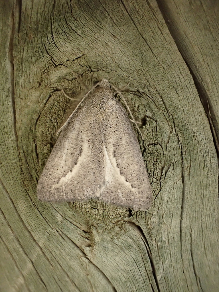 Crescent Cape Moth in April 2024 by Mark Hura · iNaturalist