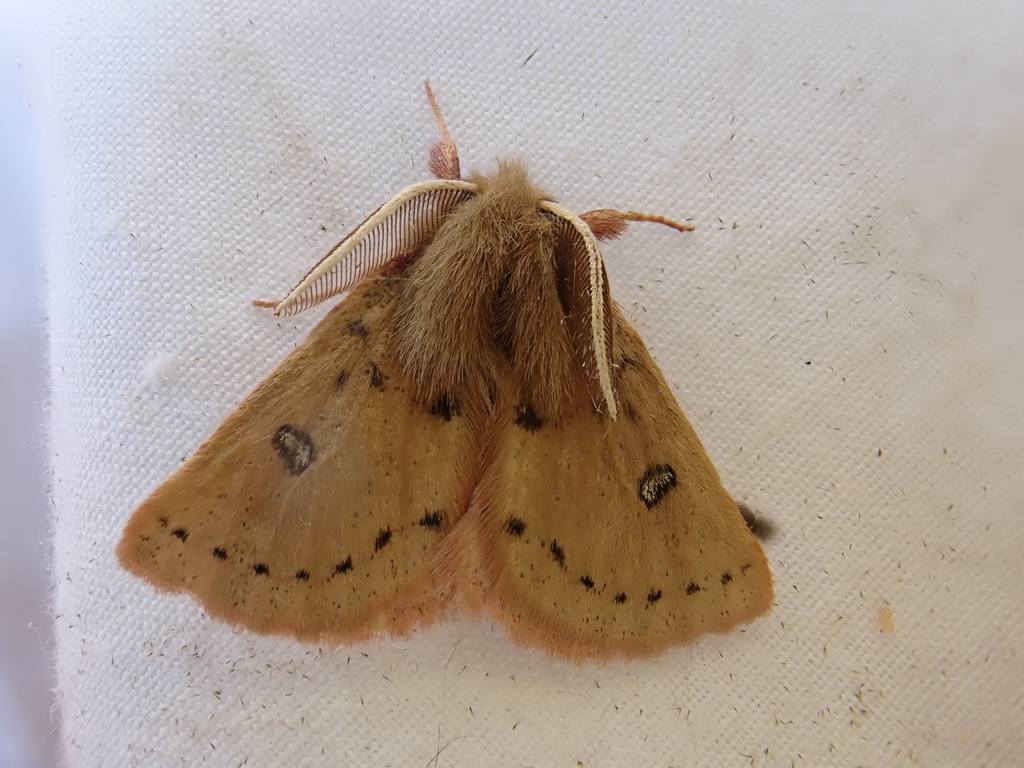 Anthela in April 2024 by Mark Hura · iNaturalist