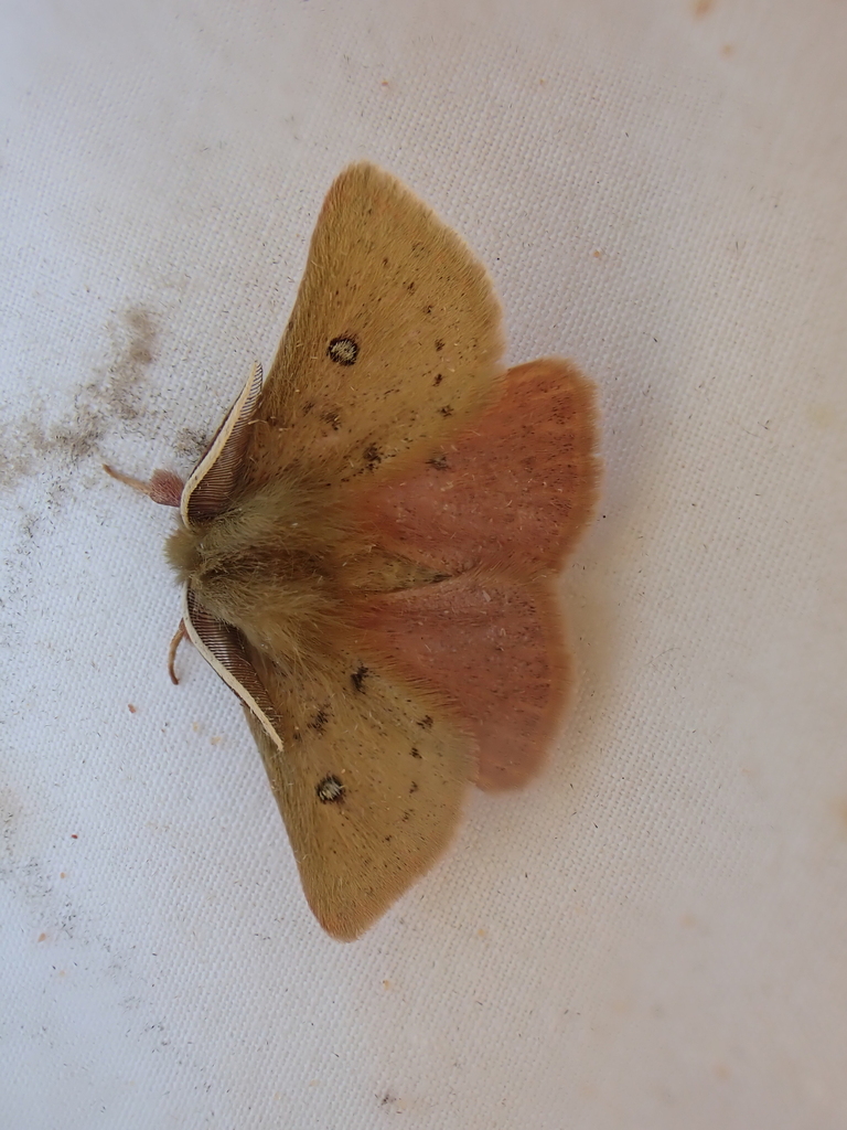 Anthela in April 2024 by Mark Hura · iNaturalist