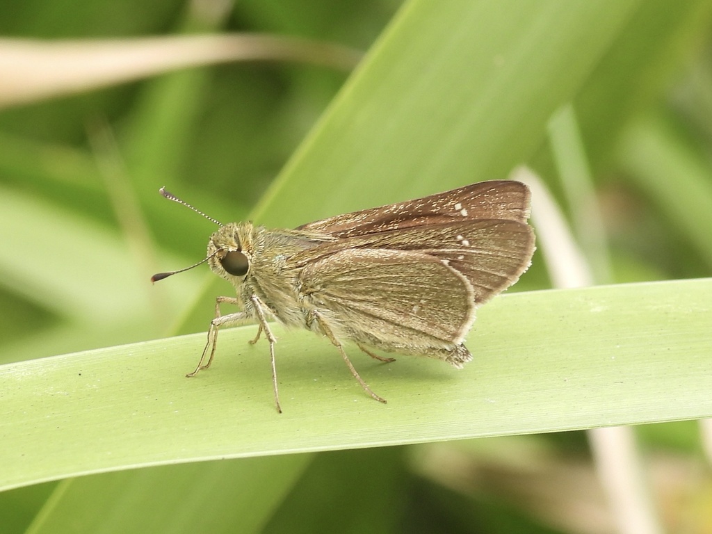 Oriental Straight Swift from Boondall Wetlands Reserve, Boondall, QLD ...