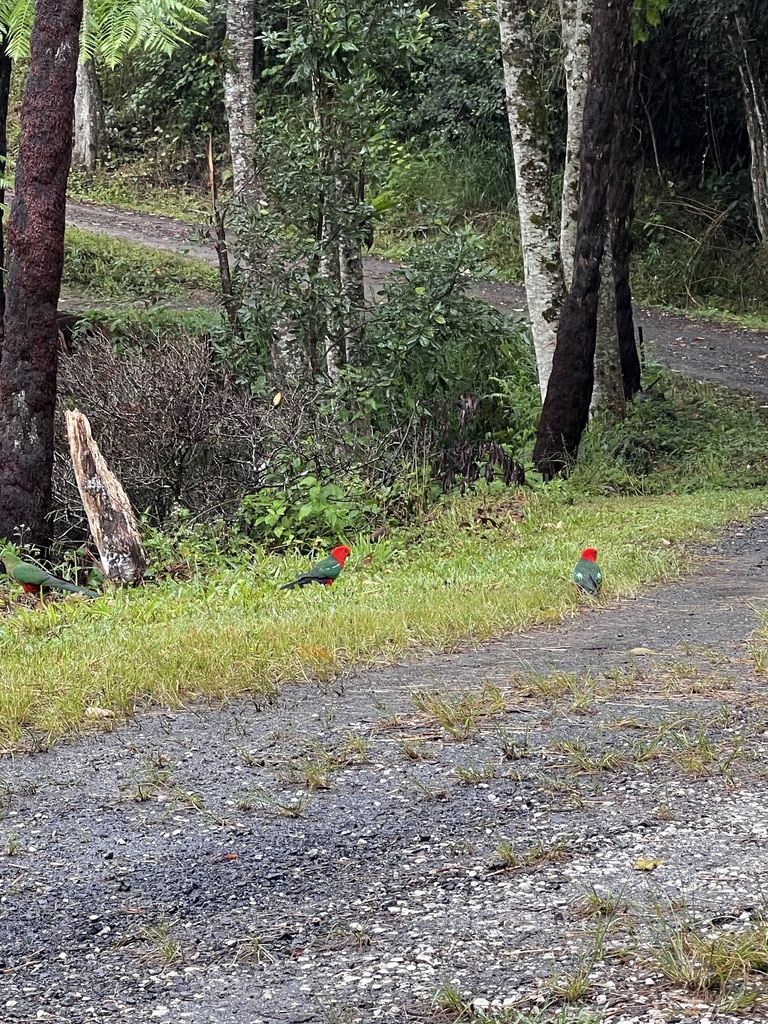 Australian King Parrot in April 2024 by gratitude888 · iNaturalist