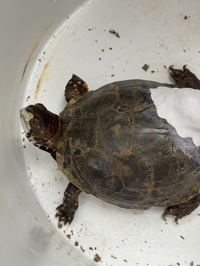 Common Box Turtle in April 2024 by glitterybugs · iNaturalist