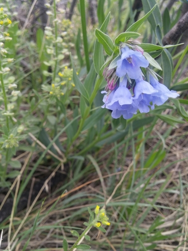 Prairie Bluebells (Plants of Castlewood Canyon State Park) · iNaturalist