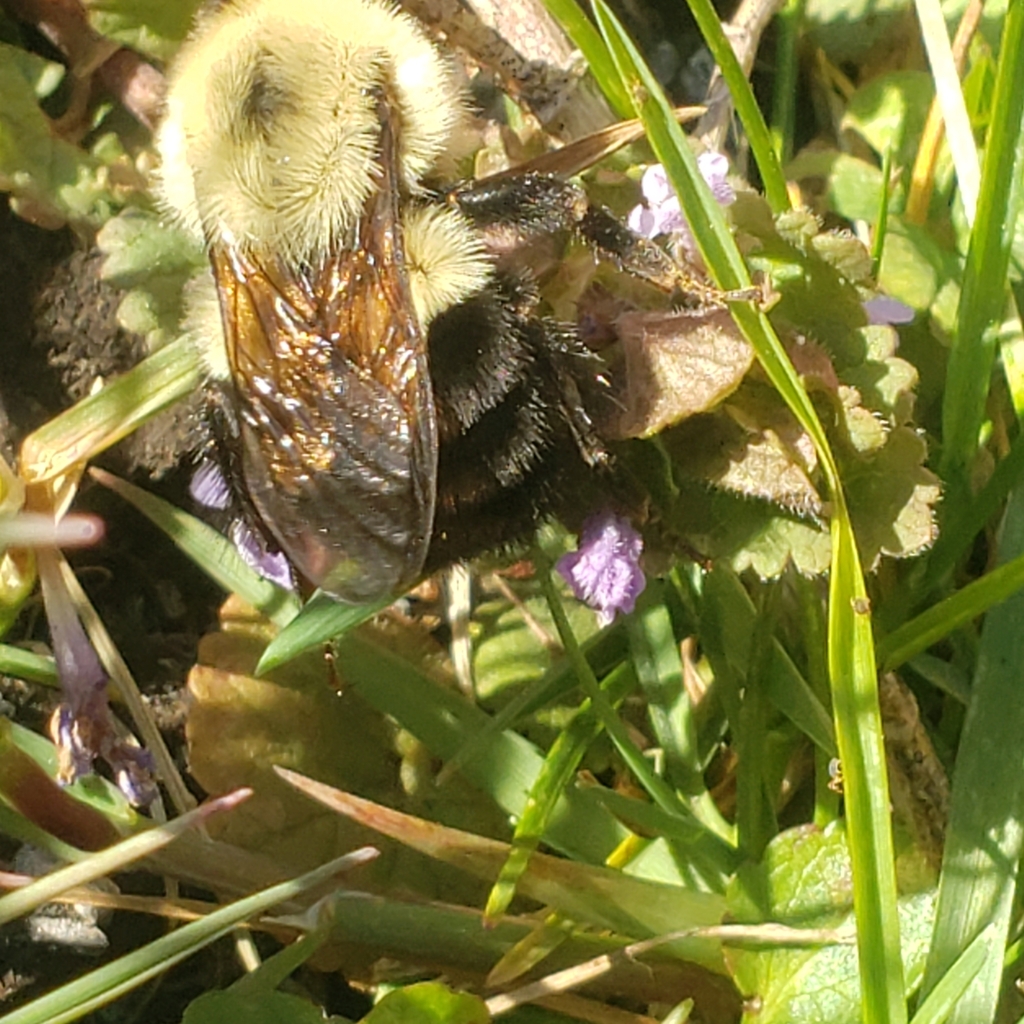 Two-spotted Bumble Bee from West Mead Township, PA 16335, USA on April ...