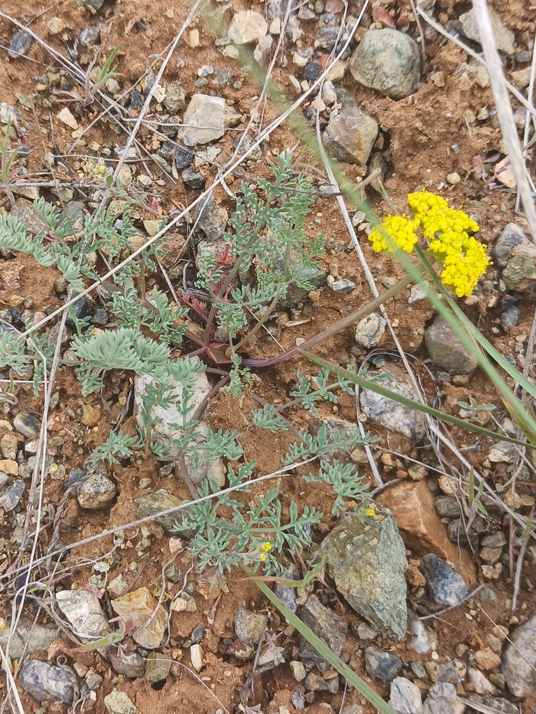 Cous-root Desert-parsley from Baker City, OR 97814, USA on April 15 ...