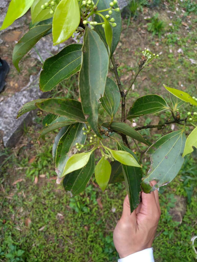 Cinnamomum from 116, Taiwan, Taipei City, Wenshan District, Section 3 ...