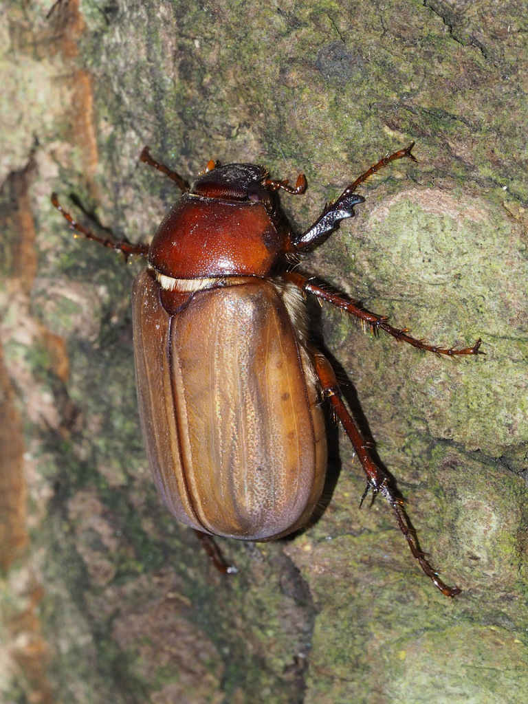 Miridiba trichophora from 杭州市西湖区宝石山 on April 14, 2024 at 10:00 PM by 小铖 ...