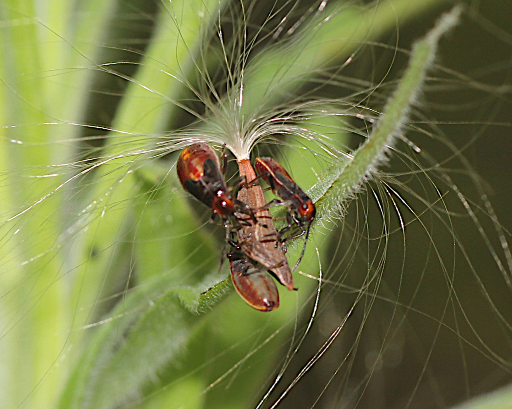 Swan plant seed bug from Slacks Creek Env Park, Brisbane QLD, Australia ...