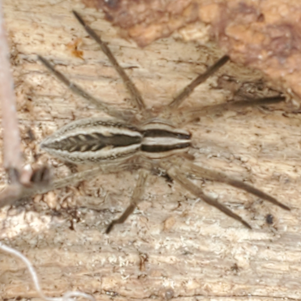 Rabid Wolf Spider from College Park, San Antonio, TX 78249, USA on ...