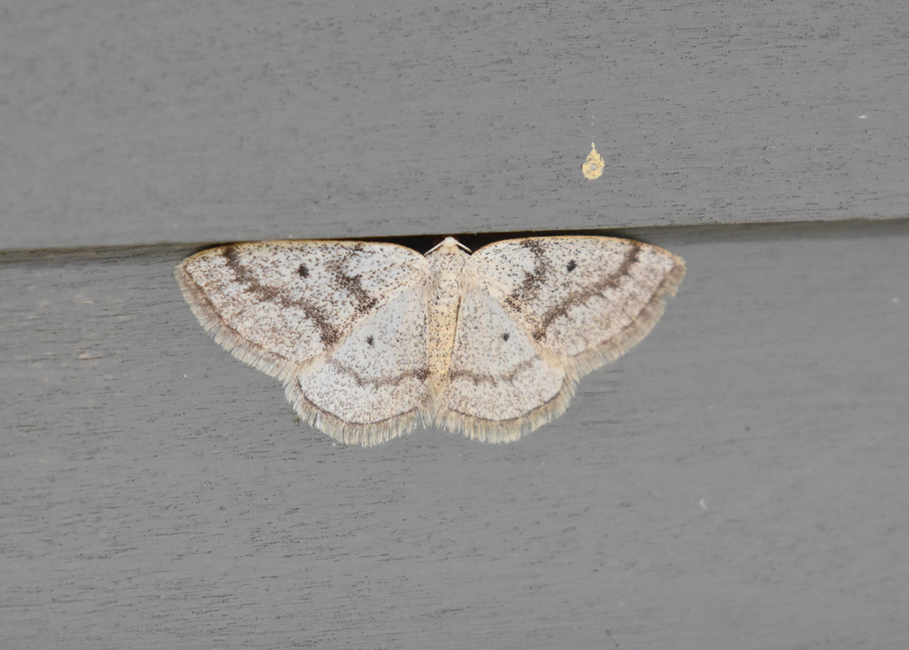 Gray Spring Moth from Garrett County, MD, USA on April 15, 2024 at 09: ...