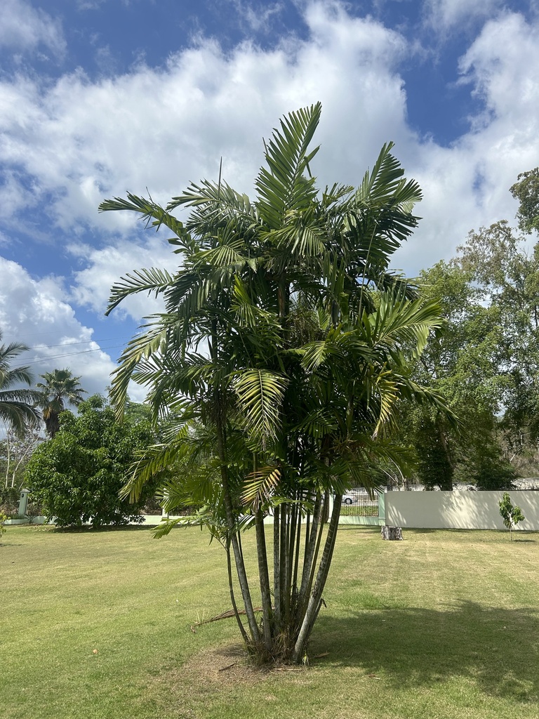 Macarthur Palm from Puerto Rico, San Germán, Puerto Rico, US on April ...