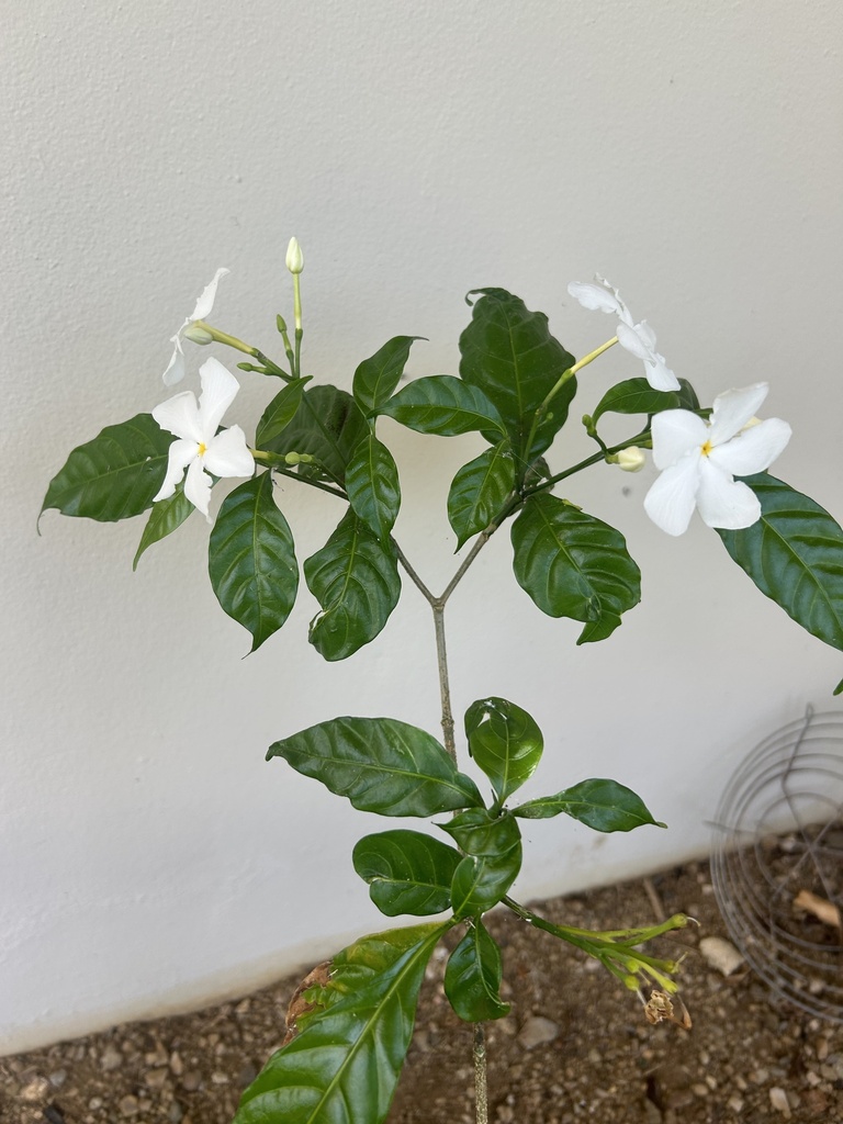Crepe Jasmine from Puerto Rico, San Germán, Puerto Rico, US on April 14 ...