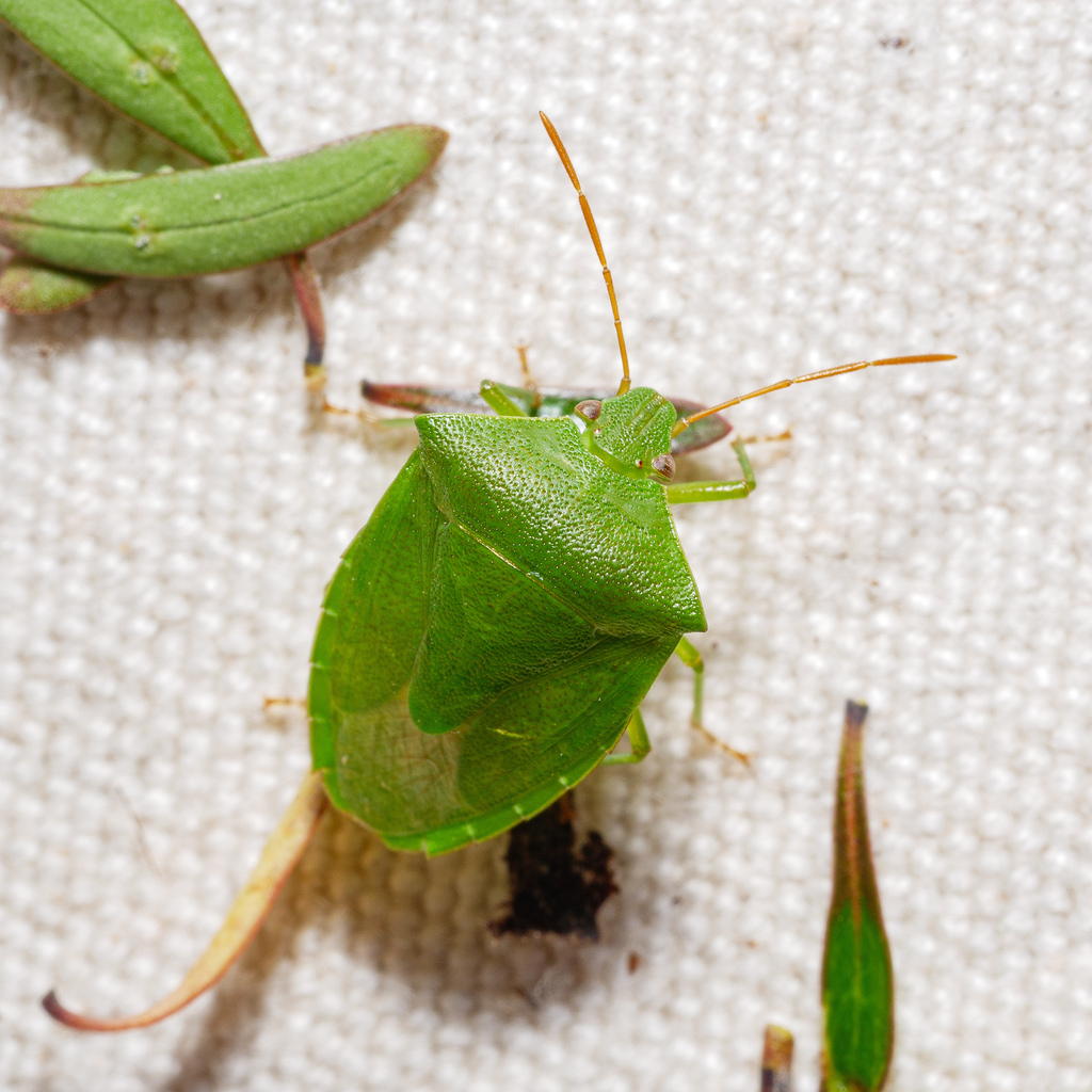 Green potato bug from Tārerekautuku Yarrs Lagoon, Springston, New ...