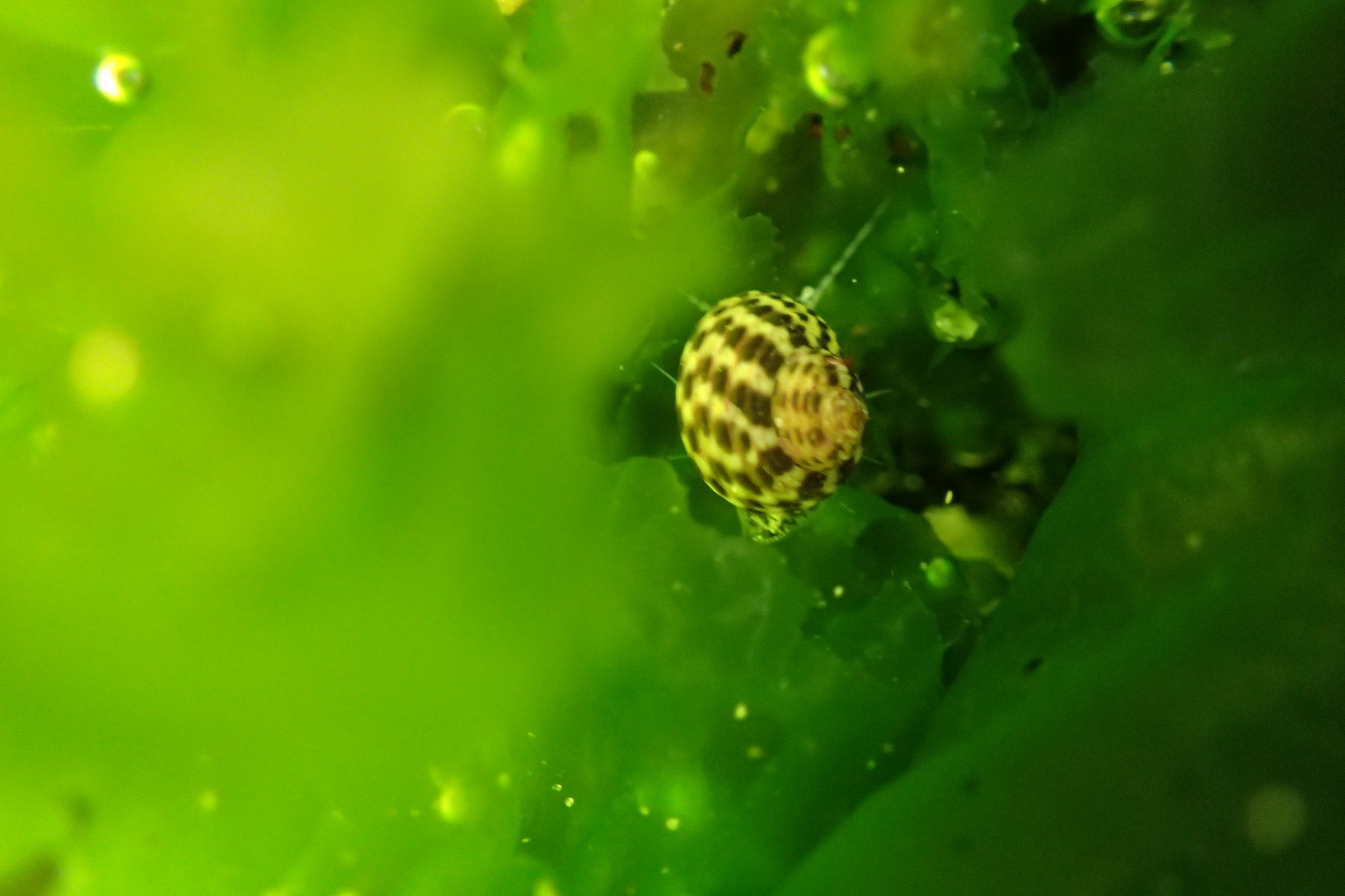 Oxystele tabularis (F.Krauss, 1848)