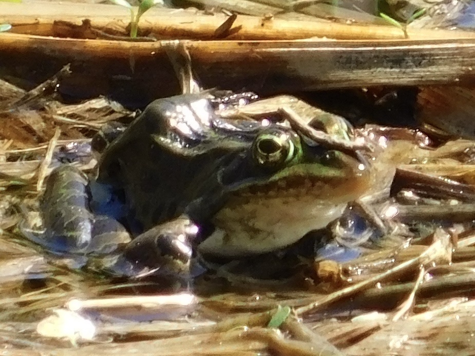 Northern Leopard Frog from Romeoville Prairie Nature Preserve ...