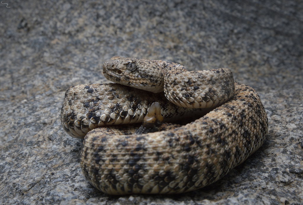 Southwestern Speckled Rattlesnake from Tecate, B.C., MX on April 12 ...