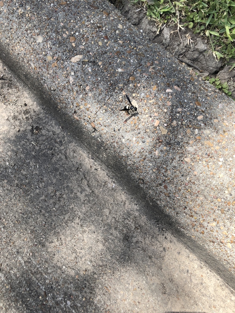 Ants, Bees, and Stinging Wasps from 15811 Mission Bridge Ct, Houston ...