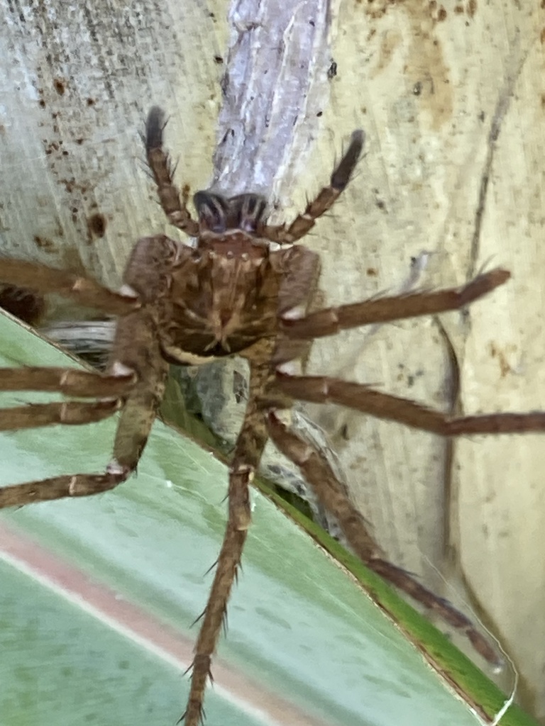 Long-legged Huntsman Spider from Kiola Pl, Forster, NSW, AU on April 16 ...