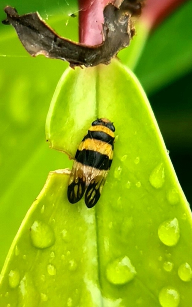 Winged and Once-winged Insects from Mareeba QLD 4880, Australia on ...