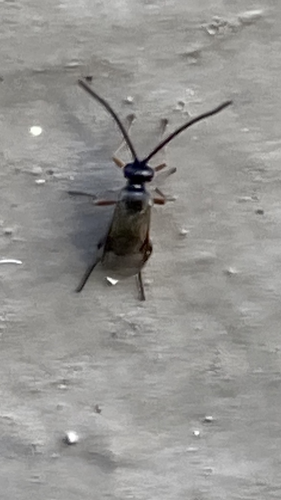 Cabbage White Parasitoid Wasp from Burraneer Rd, Coomba Park, NSW, AU ...