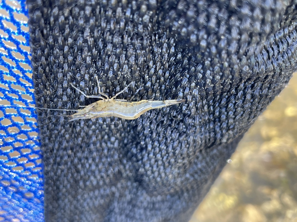 Freshwater shrimp from North Island / Te Ika-a-Māui, Ōtaki, Wellington ...