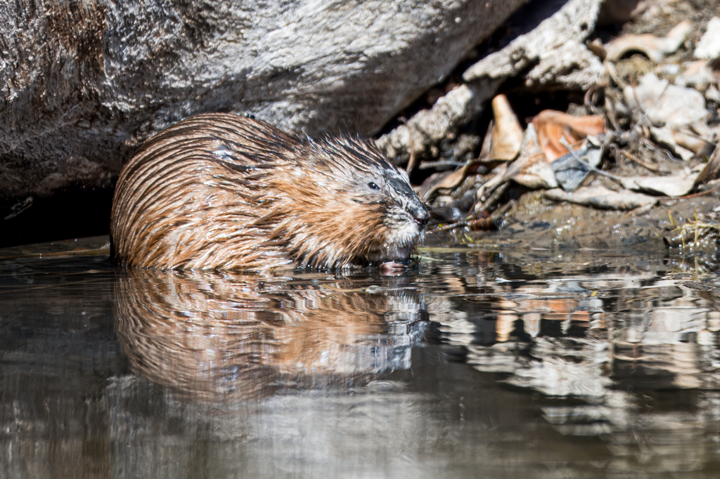 Muskrat from Southeast Calgary, Calgary, AB, Canada on April 15, 2024 ...