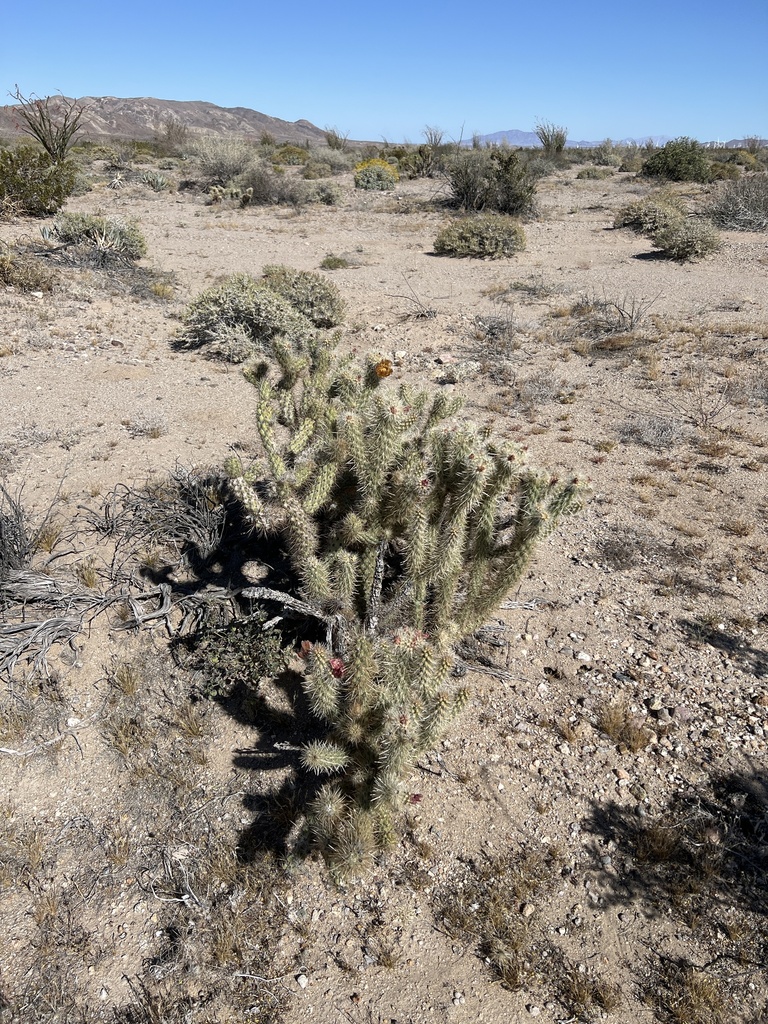 Wolf's cholla from Anza-Borrego Desert State Park, Julian, CA, US on ...