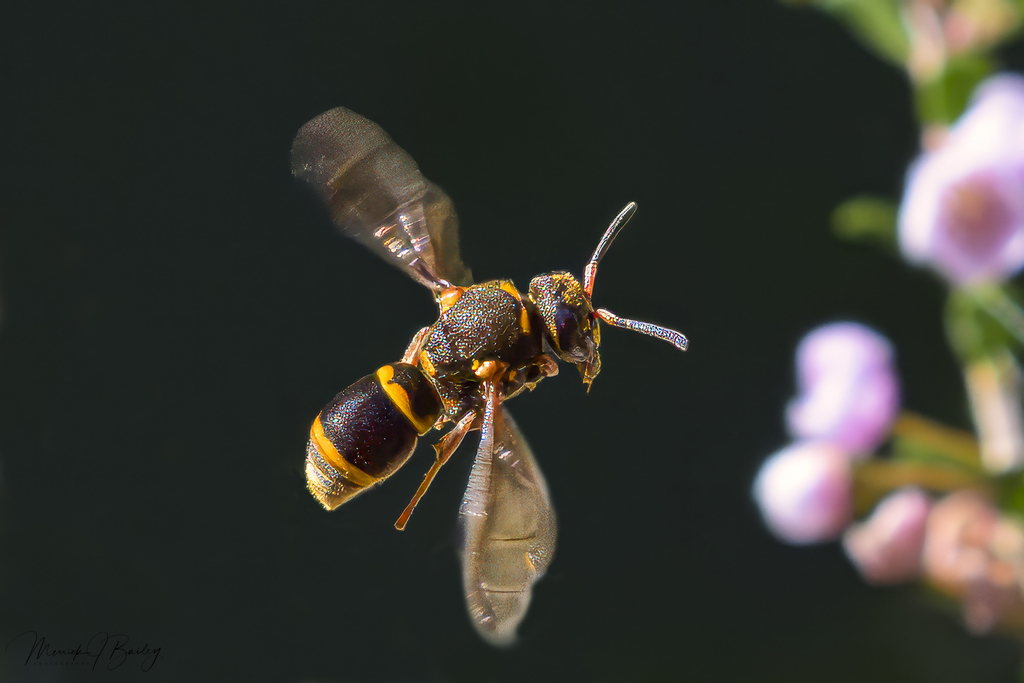 Potter and Mason Wasps from Moruya NSW 2537, Australia on April 2, 2024 ...