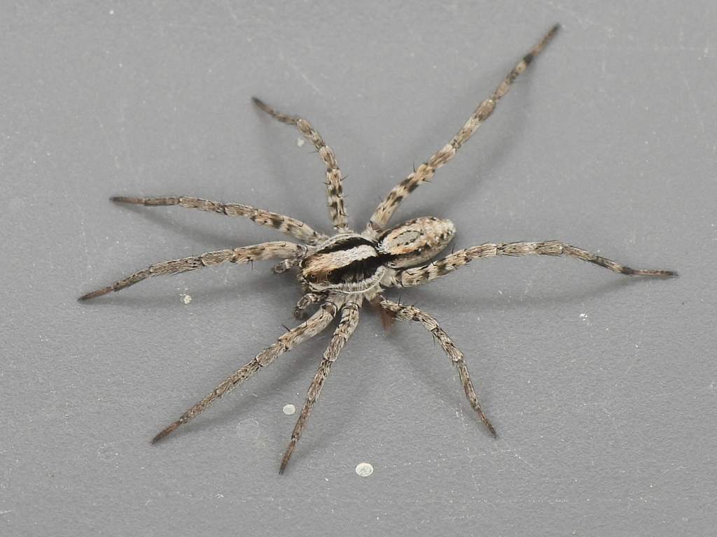 Brush-legged Spiders from Edwards County, TX, USA on April 12, 2024 at ...