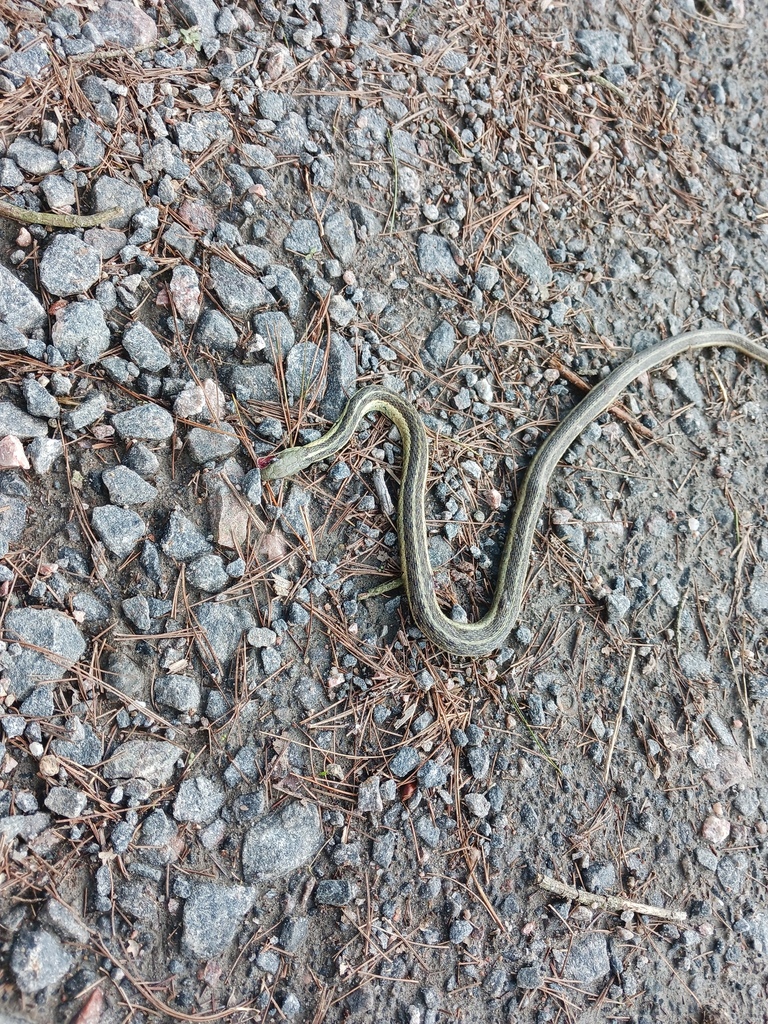 Common Garter Snake from Muskoka District Municipality, ON, Canada on ...