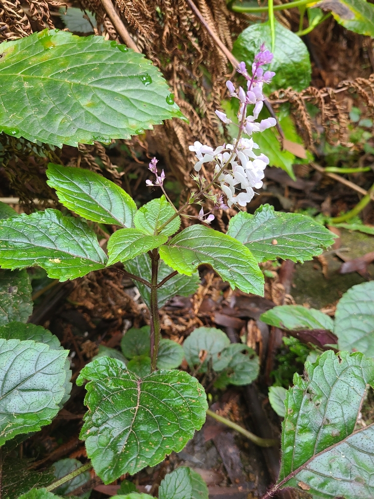 Speckled spur-flower from Olinda VIC 3788, Australia on April 16, 2024 ...