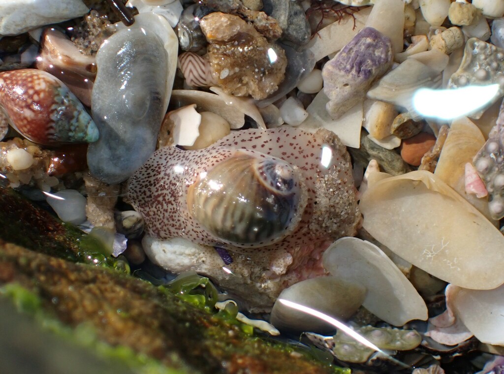 Spotted Sand Shell from Woody Head NSW 2466, Australia on April 11 ...