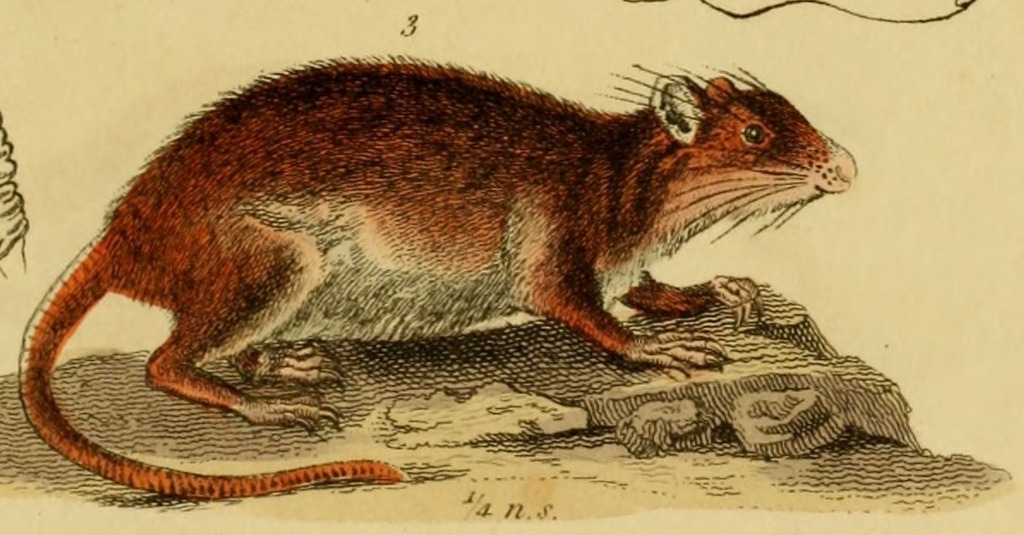 Cayenne Spiny Rat (Proechimys guyannensis) - Know Your Mammals