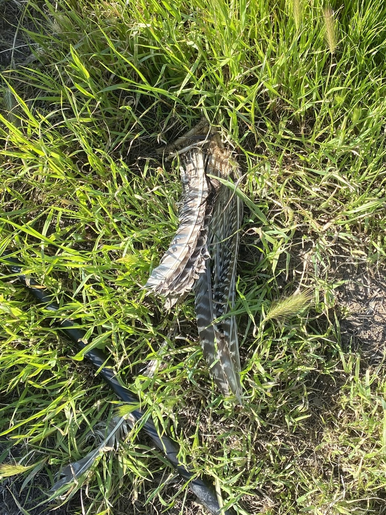 Wild Turkey from UC Davis, Davis, CA, US on April 15, 2024 at 04:36 PM ...