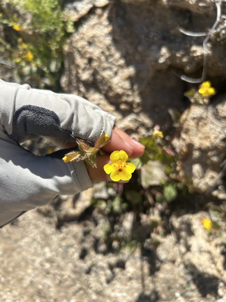shy monkeyflower from Coronado National Forest, Benson, AZ, US on April ...