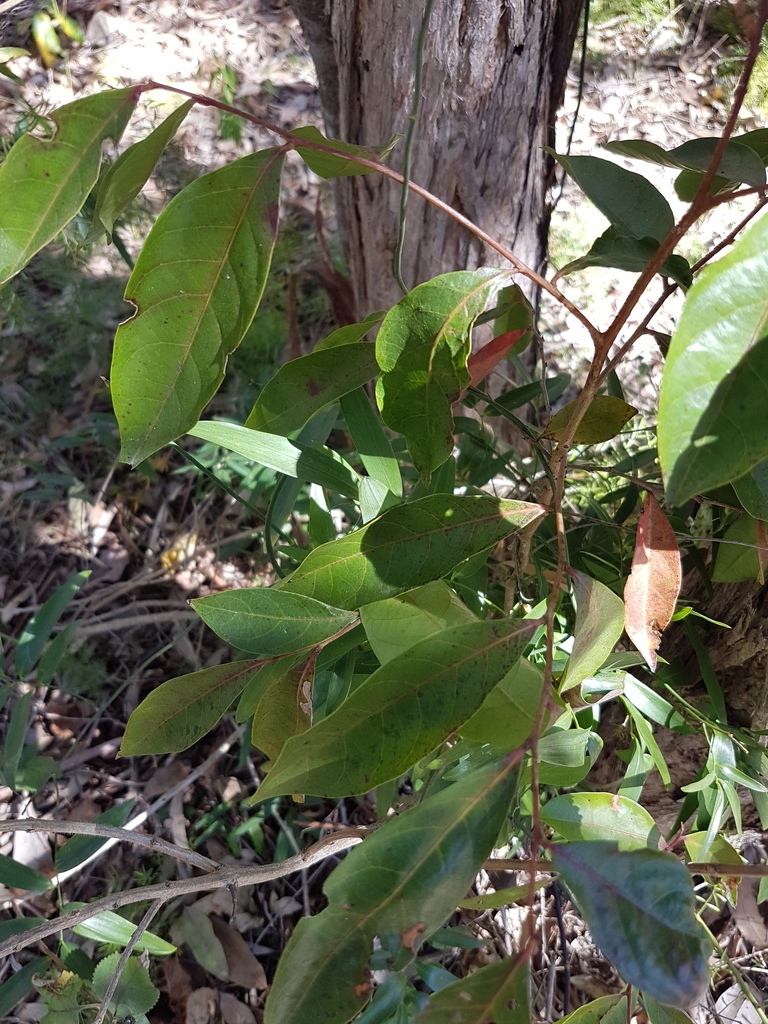 Cheese Tree in September 2017 by PeterCopping · iNaturalist