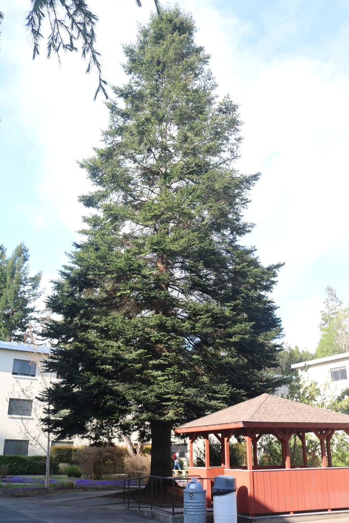 grand fir from Arcata, CA, USA on April 10, 2019 at 04:13 PM by ...